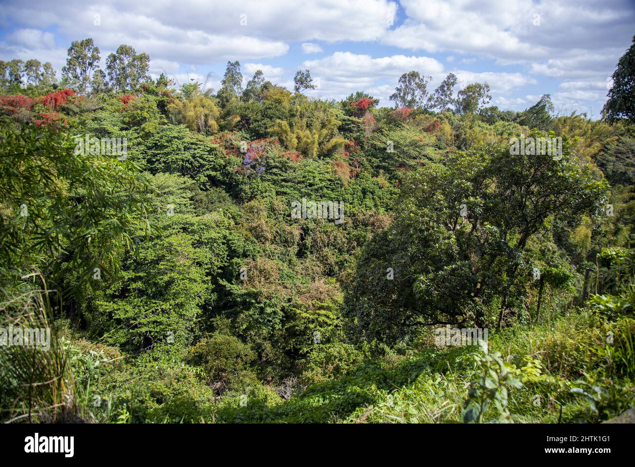 Aerial view of a green jungle under a cloudy sky Stock Photo - Alamy