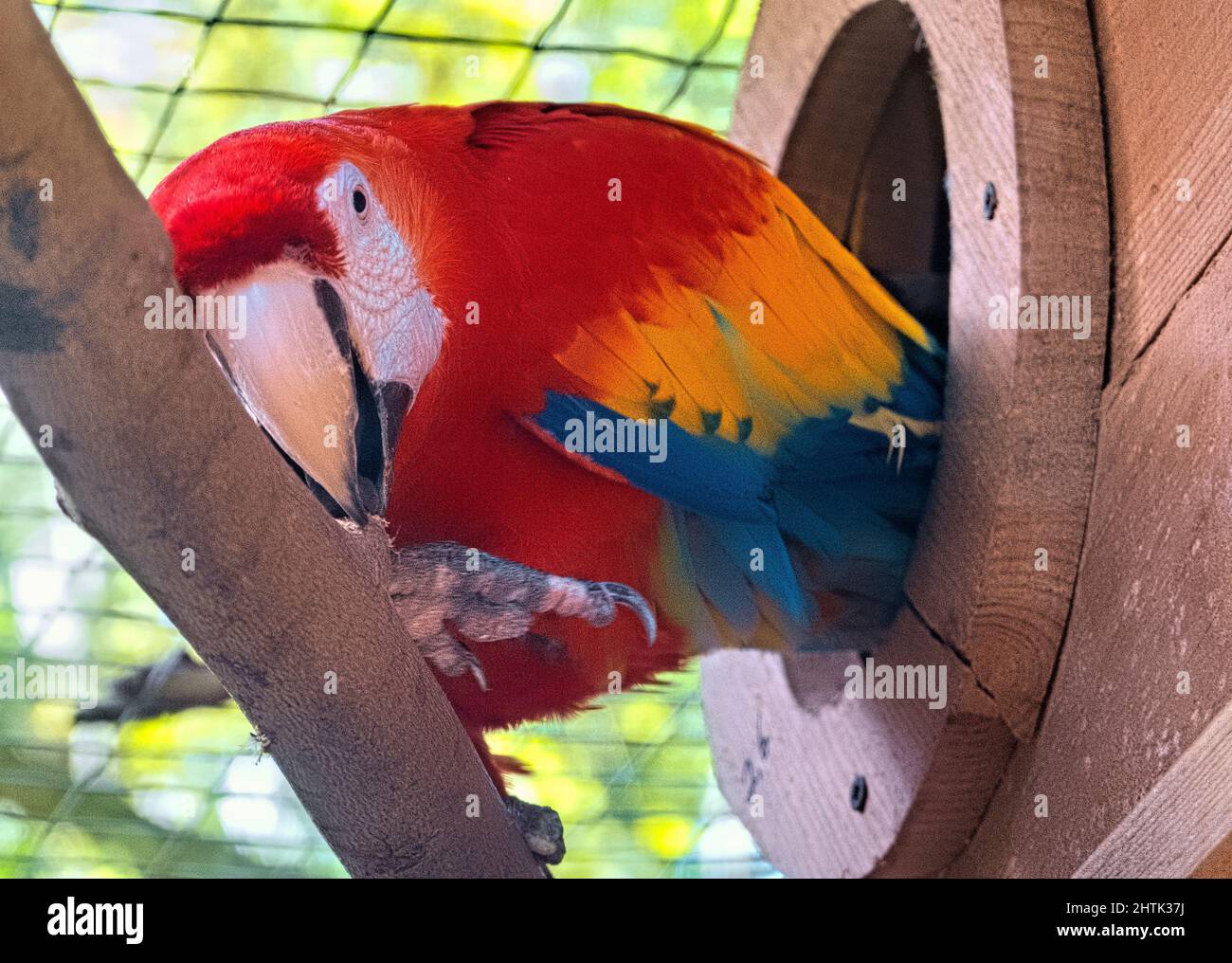 Scarlet macaw (Ara macao) peeking from his perch, Copan, Honduras Stock ...