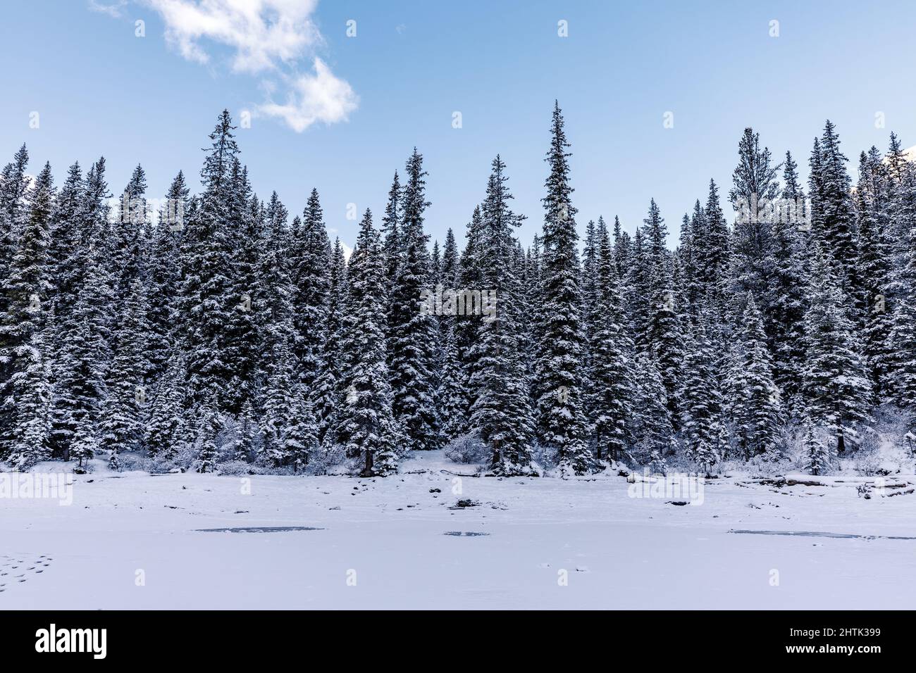 Beautiful snowy mountainside with trees under a cloudy sky Stock Photo ...