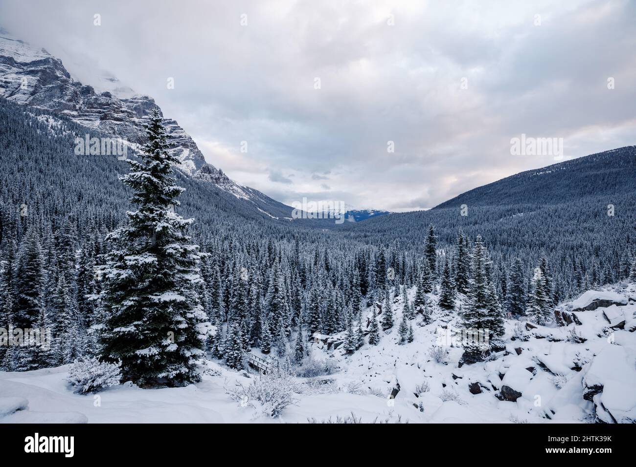 Beautiful snowy mountainside with trees under a cloudy sky Stock Photo ...