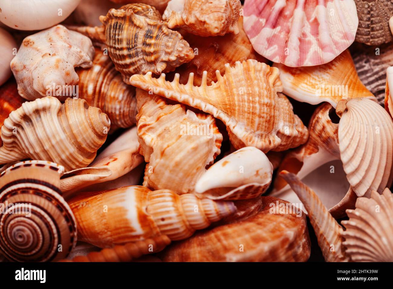 a lot of different empty sea shells, natural background, macro details ...