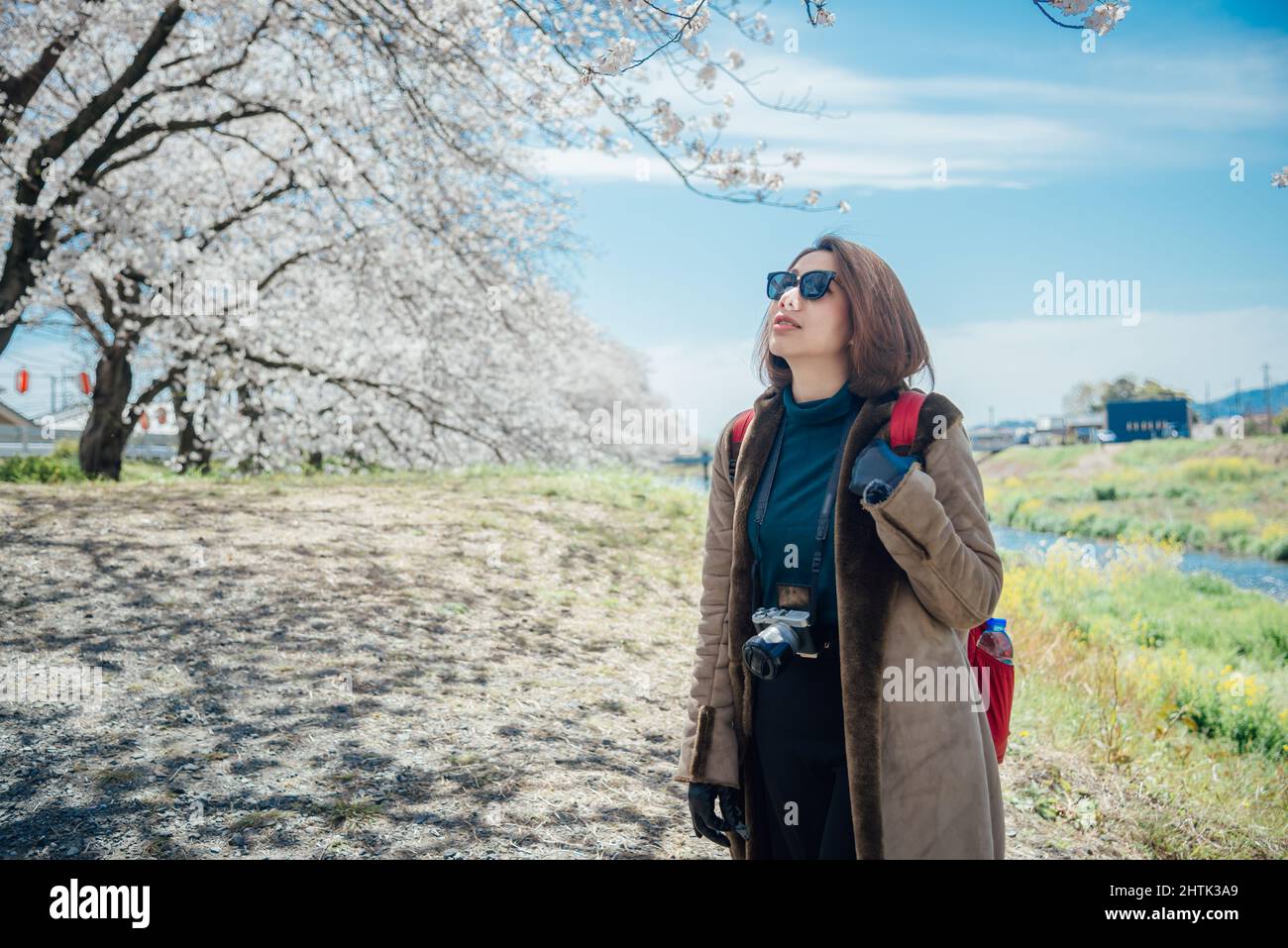 A woman traveler looking at the beautiful scenery of sakura cherry ...