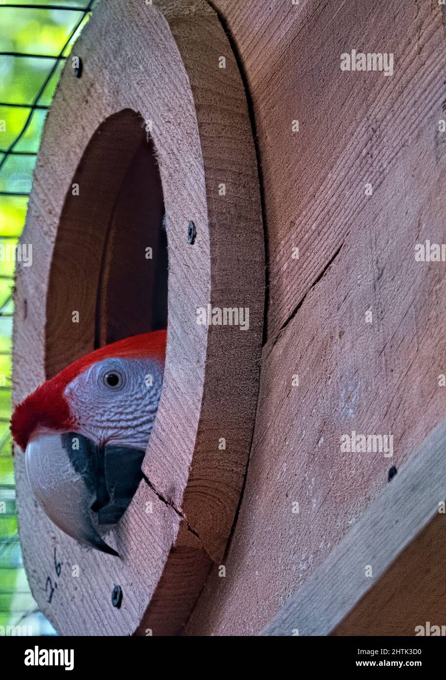 Scarlet macaw (Ara macao) peeking from his perch, Copan, Honduras Stock ...