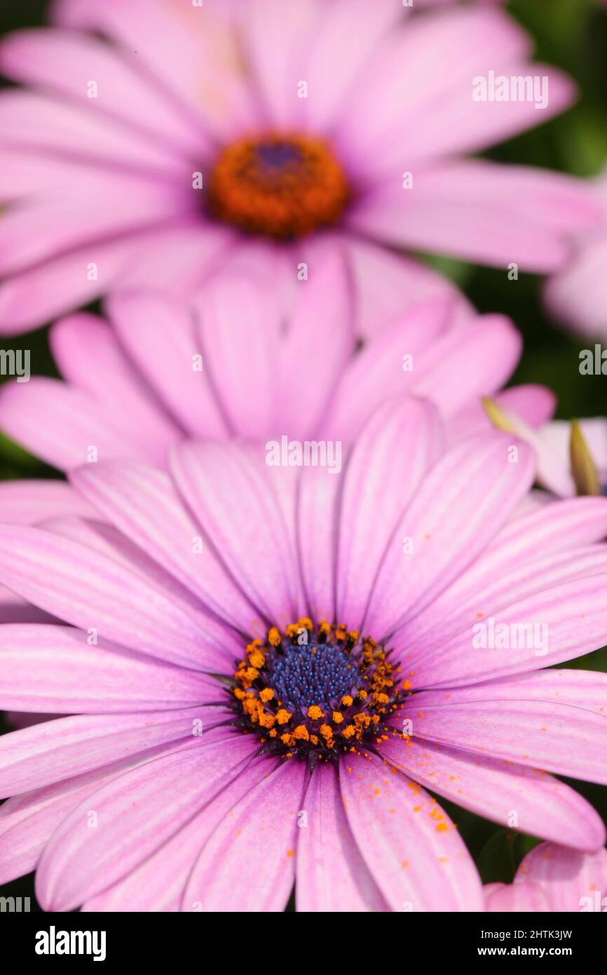 A very sharp and detailed photo of Natural purple flowers closeup. A ...