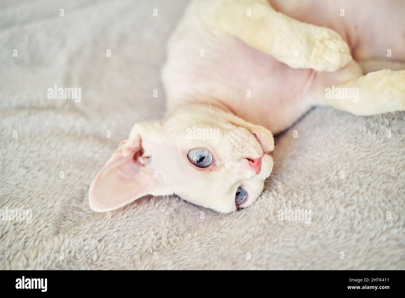 Sphynx Devon Rex cat close-up. Portrait of a pet Stock Photo - Alamy