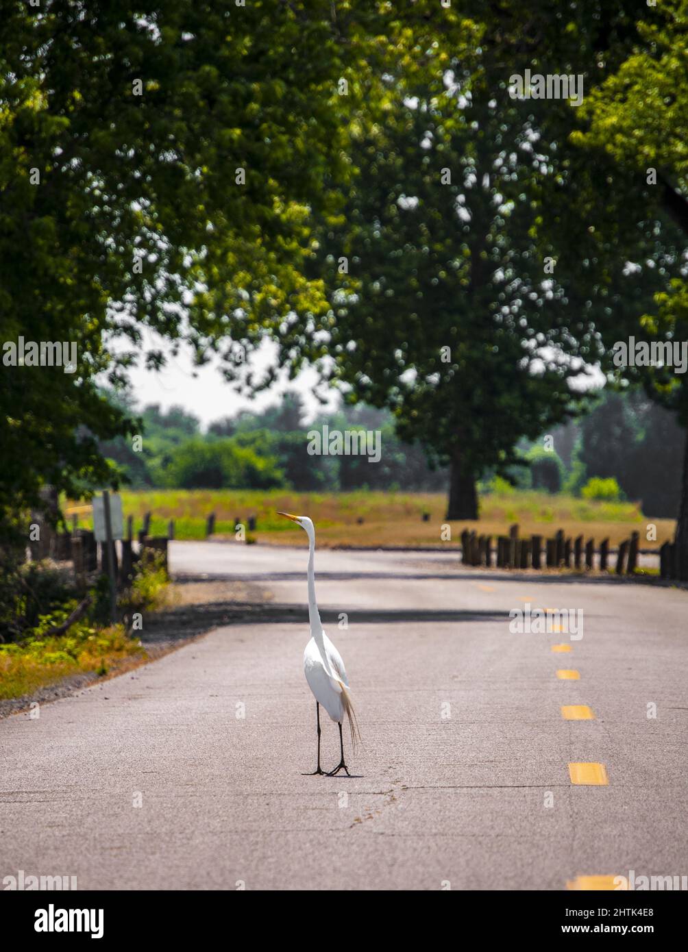 Beautiful shot of a white Eastern great egret bird on the ground path ...