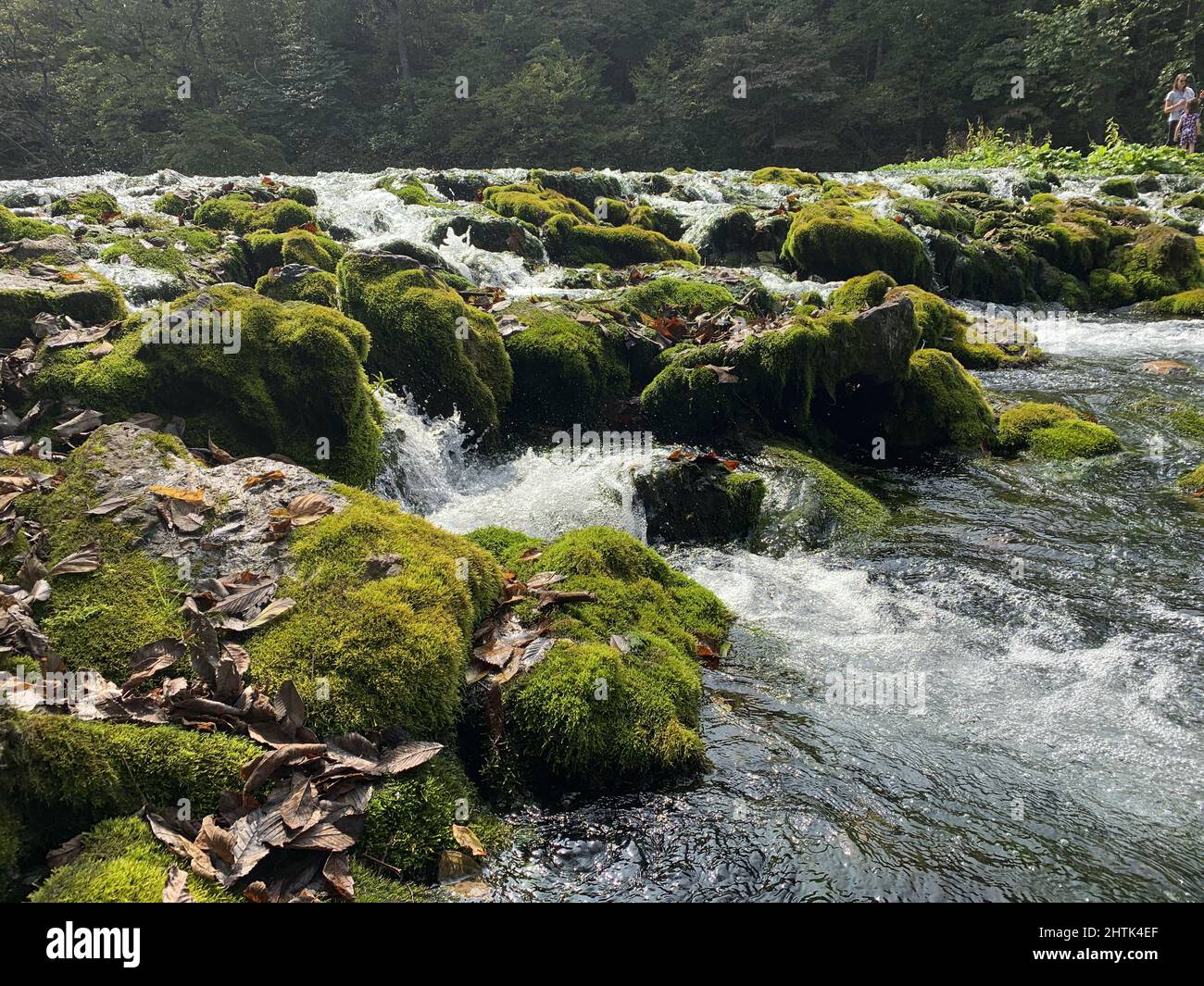 Beautiful view of a Mountain river. A stream of water in forest and ...