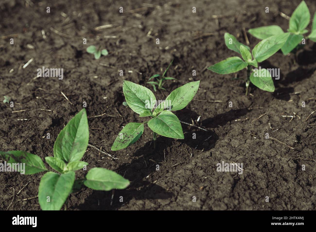A close-up of a sprout of sunflower sprouts lit by the afternoon sun on ...