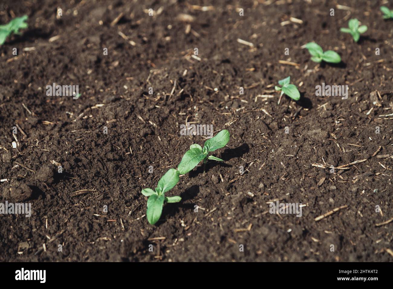 Sunflower seeds soil hi-res stock photography and images - Alamy
