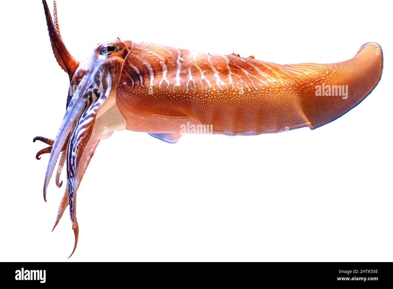 Close up of a Common cuttlefish isolated on white background. Sepia ...