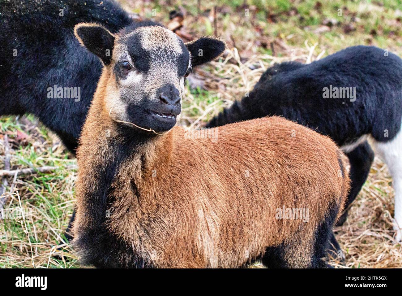 Cameroon sheep and lambs of all colors Stock Photo - Alamy