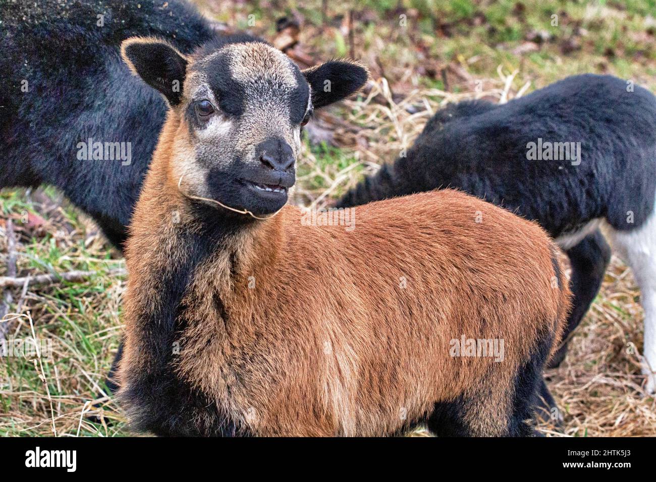 Cameroon sheep and lambs of all colors Stock Photo - Alamy