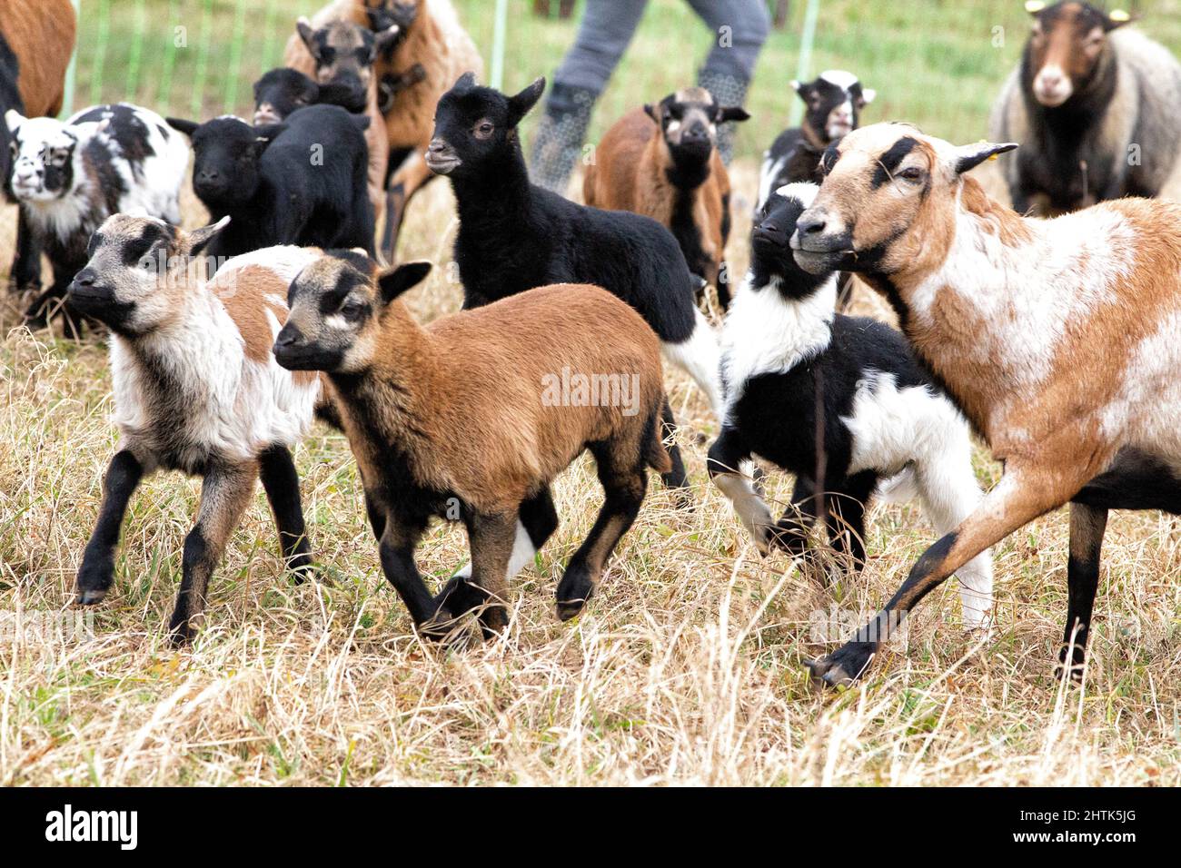 Cameroon sheep and lambs of all colors Stock Photo - Alamy