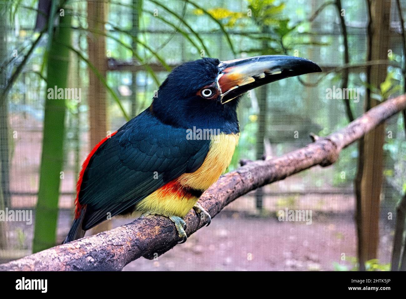 Collared aracari (Pteroglossus torquatus) closeup, Copan, Honduras ...