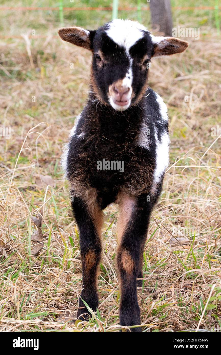 Cameroon sheep and lambs of all colors Stock Photo - Alamy