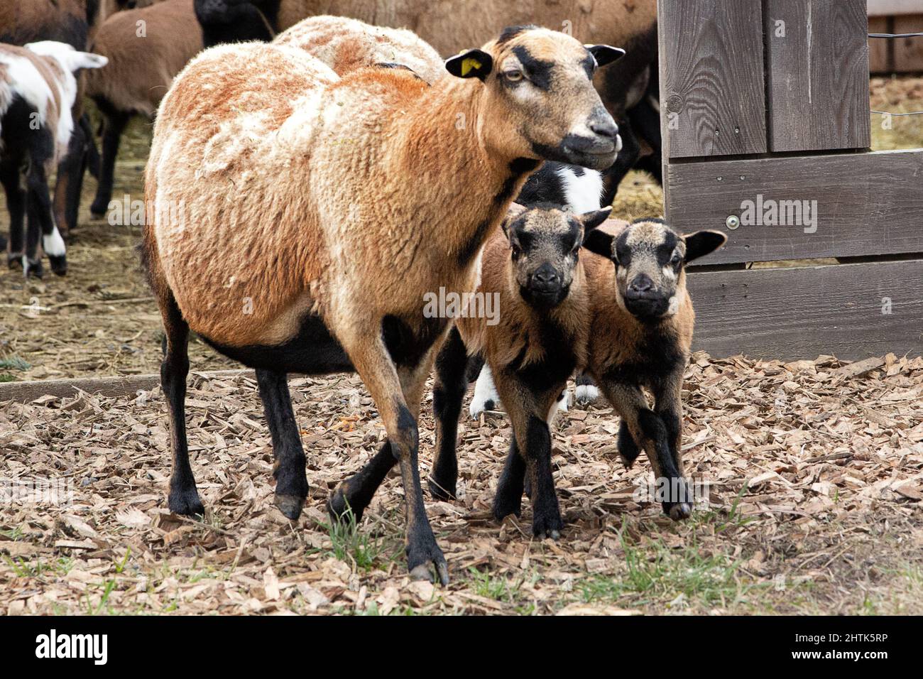 Cameroon sheep and lambs of all colors Stock Photo - Alamy