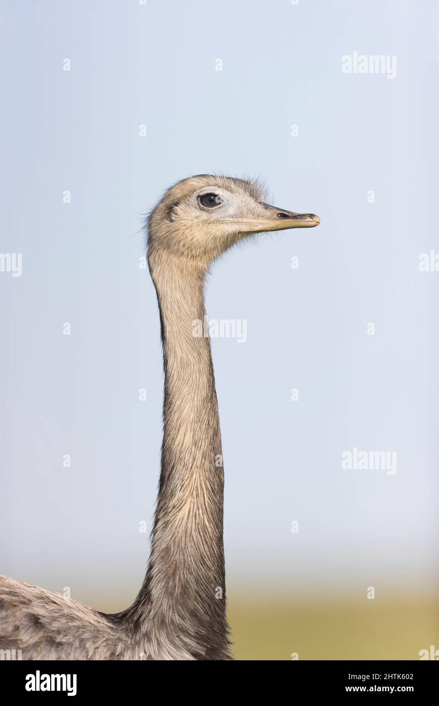 Greater rhea Rhea americana, adult portrait Stock Photo - Alamy