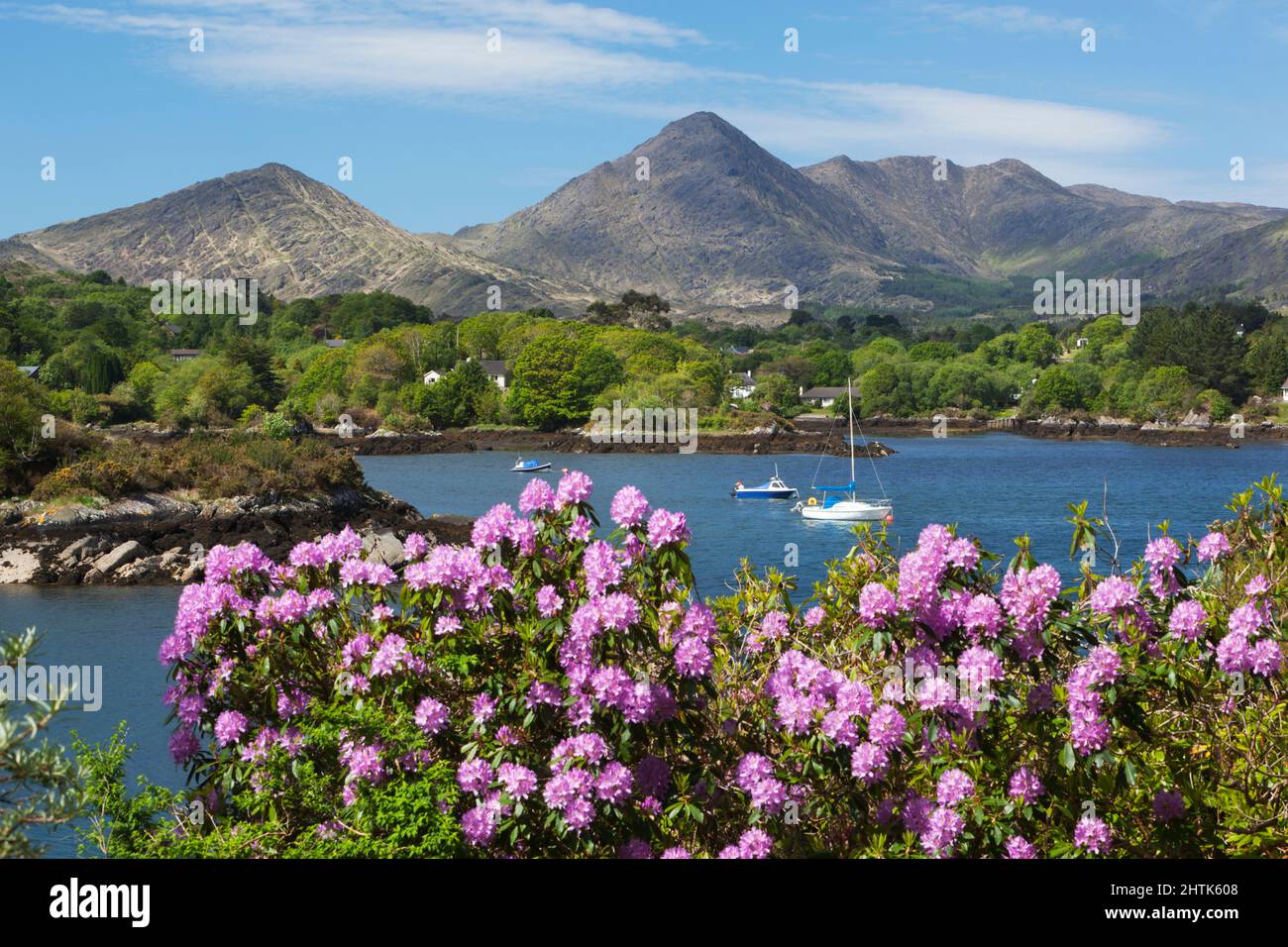 View from Garinish Island over Rhododendrons to Caha Mountains ...