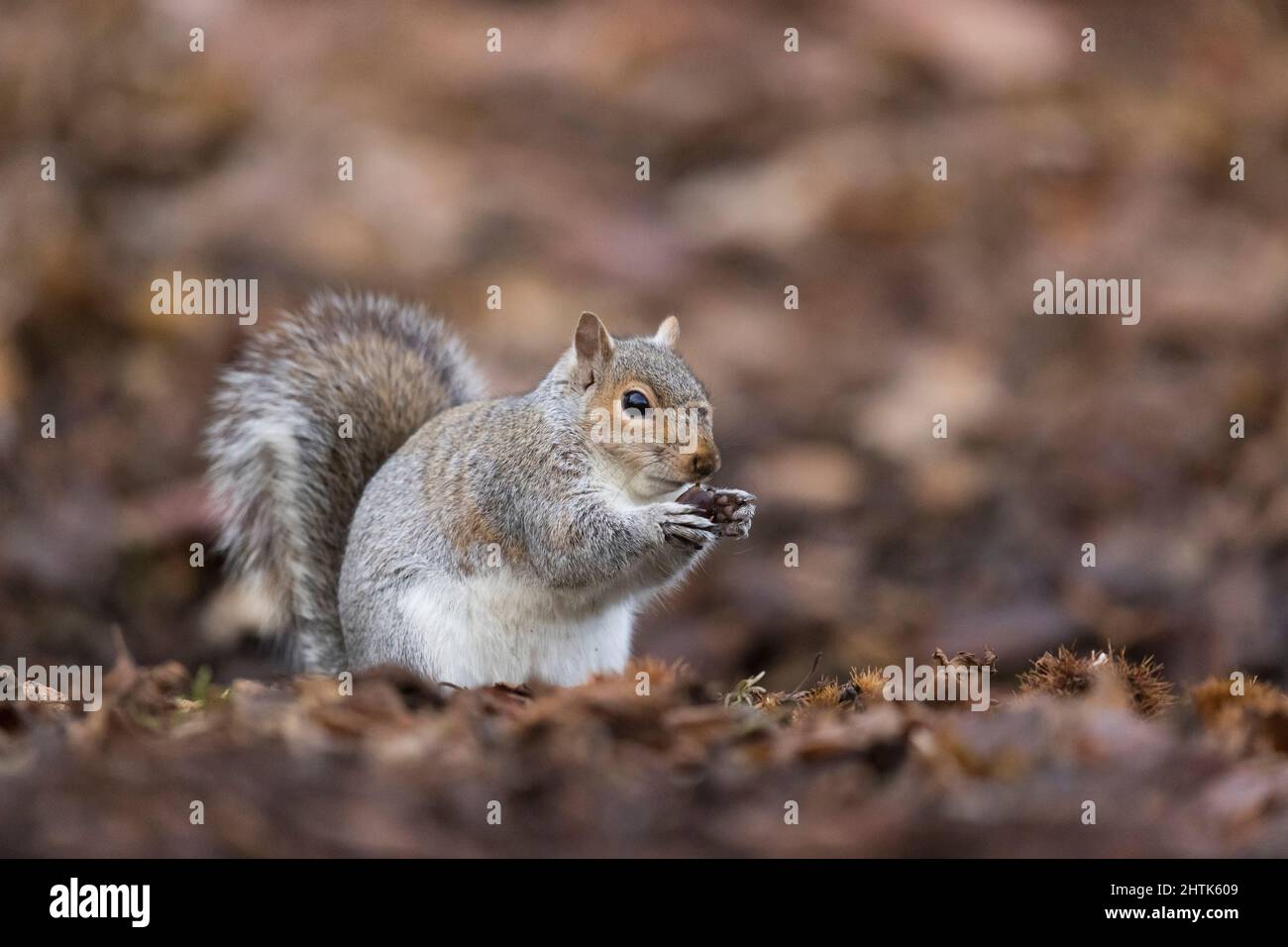Eastern grey squirrel Sciurus carolinensis, introduced species, adult ...