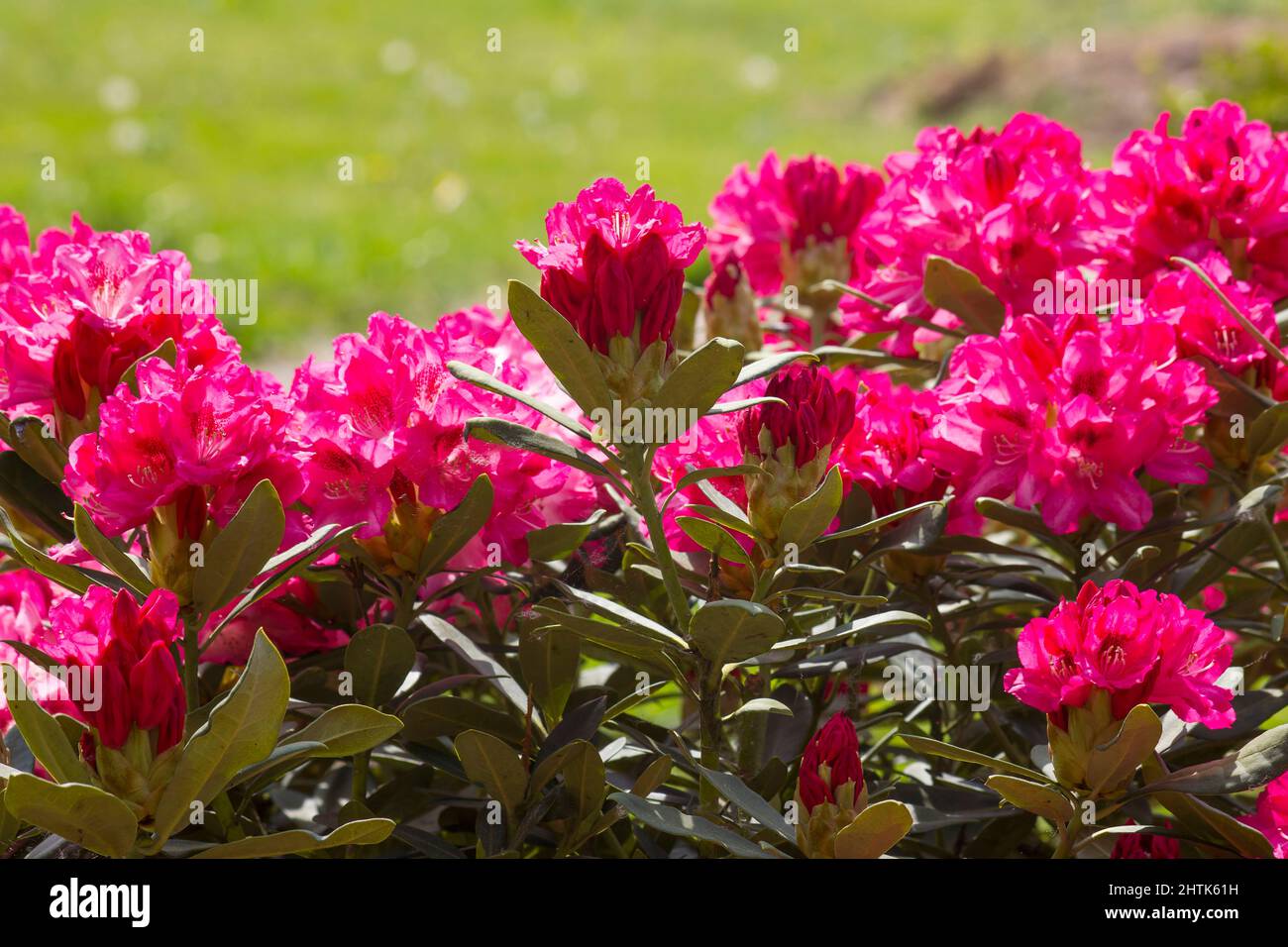bush of rhododendron in the garden Stock Photo - Alamy