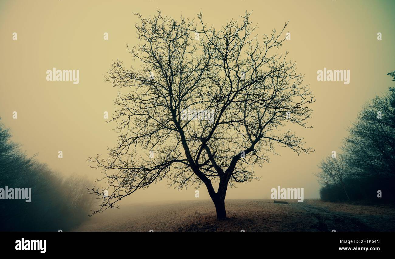 Lonely tree in a forest clearing in foggy weather Stock Photo - Alamy