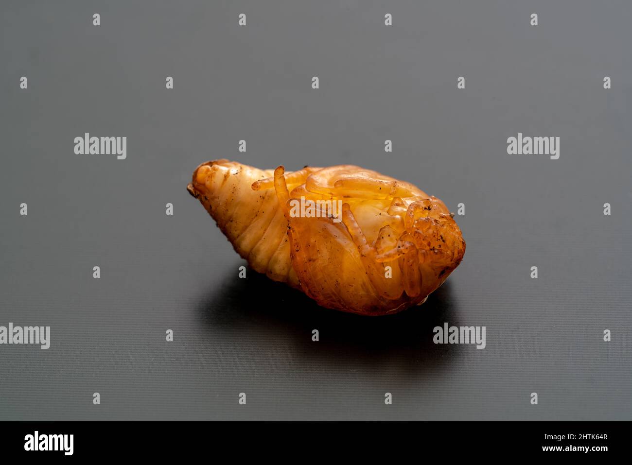 Hibernating bug hi-res stock photography and images - Alamy