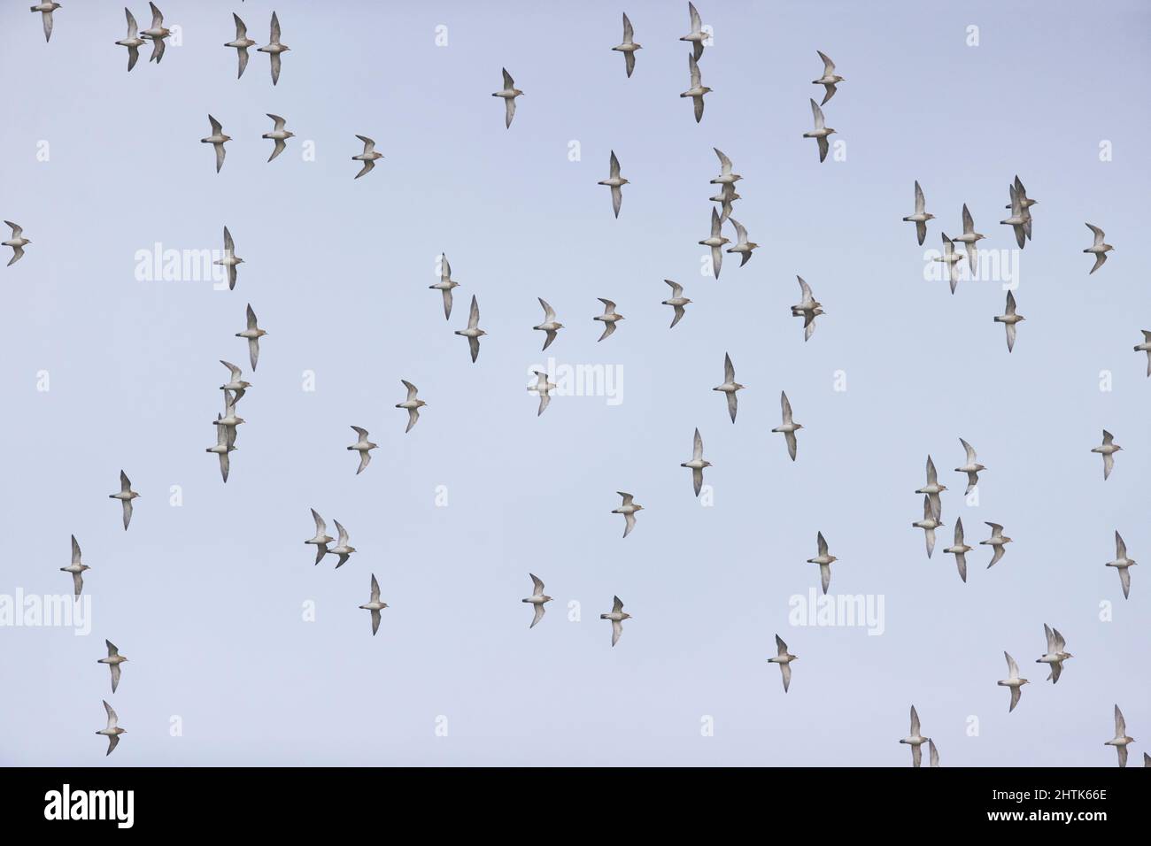 Golden plovers hi-res stock photography and images - Alamy