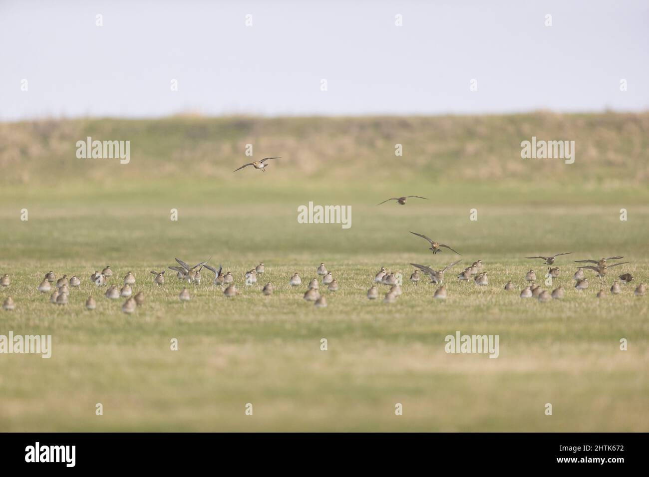 Golden plover winter plumage hi-res stock photography and images - Alamy