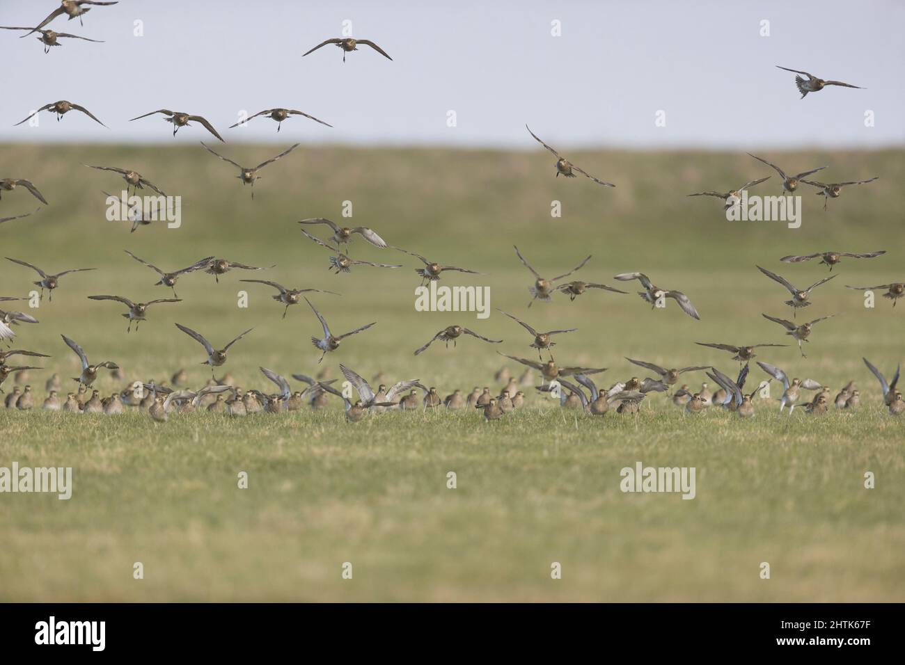Golden Plover (Pluvialis apricaria) winter plumage adult flock flying ...
