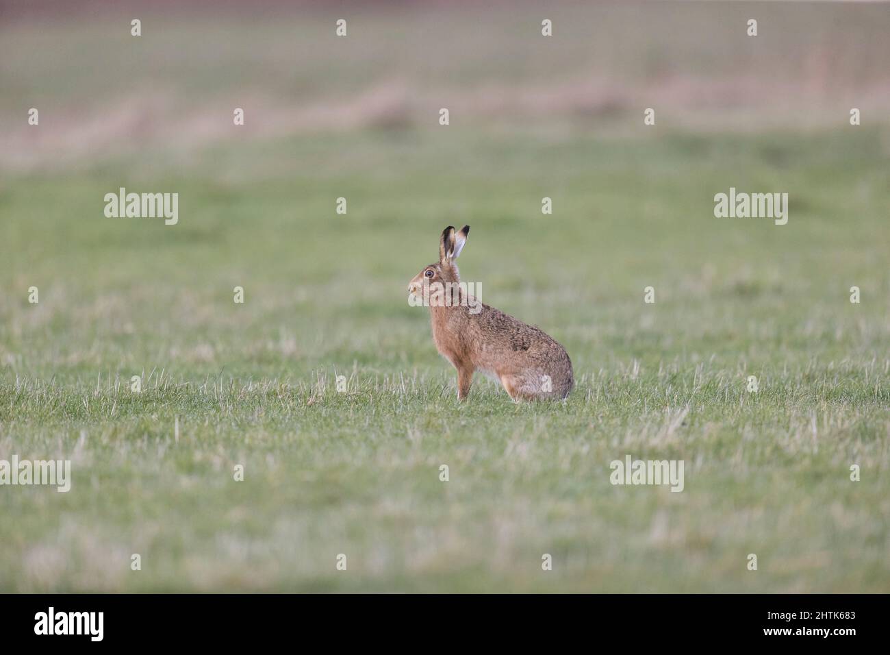 British hare in field hi-res stock photography and images - Alamy