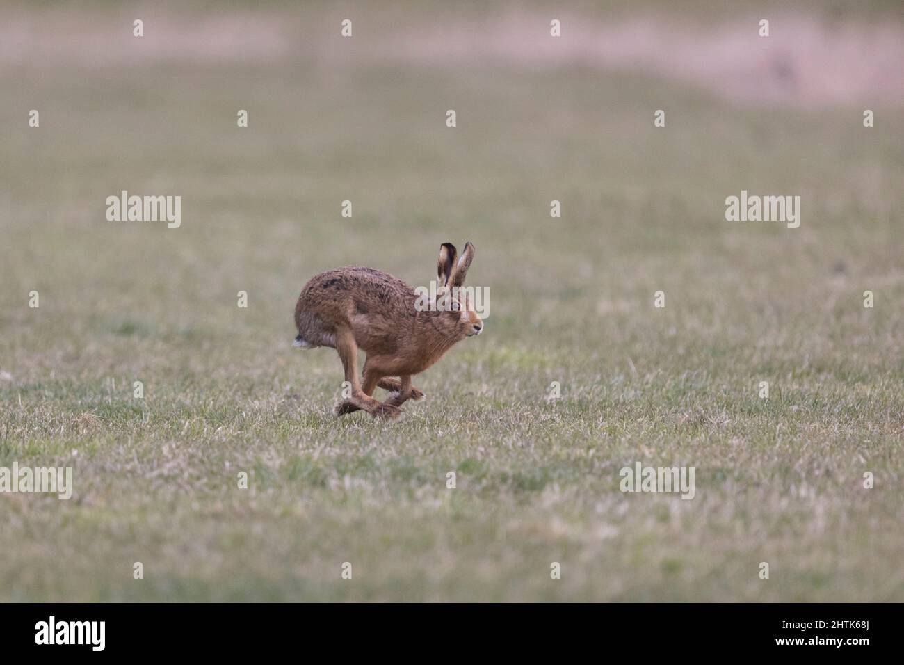 European Hare (Lepus europeaus) adult running in grass field, Suffolk ...