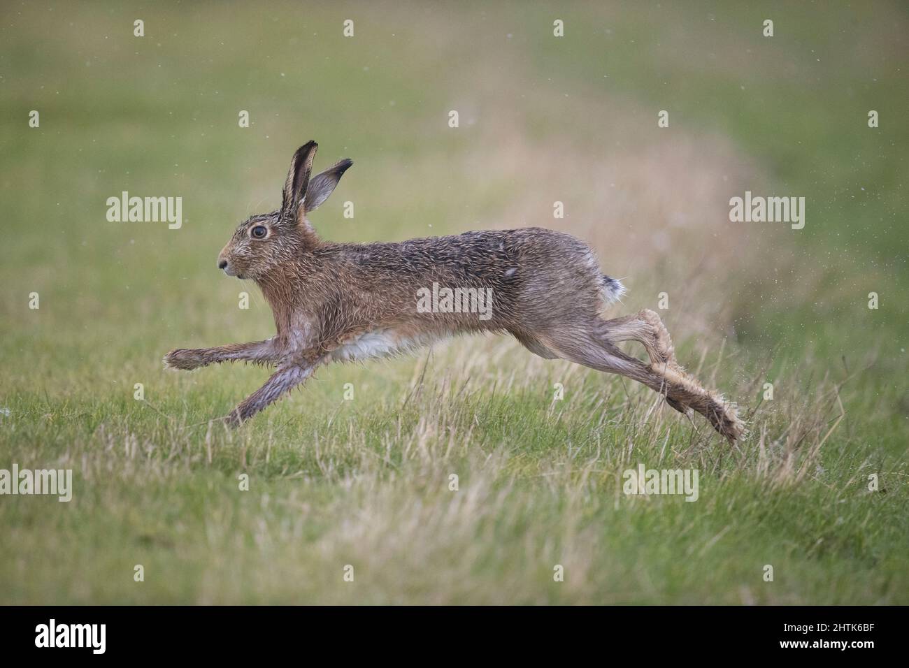 European Hare (Lepus europeaus) adult running in grass field, Suffolk ...