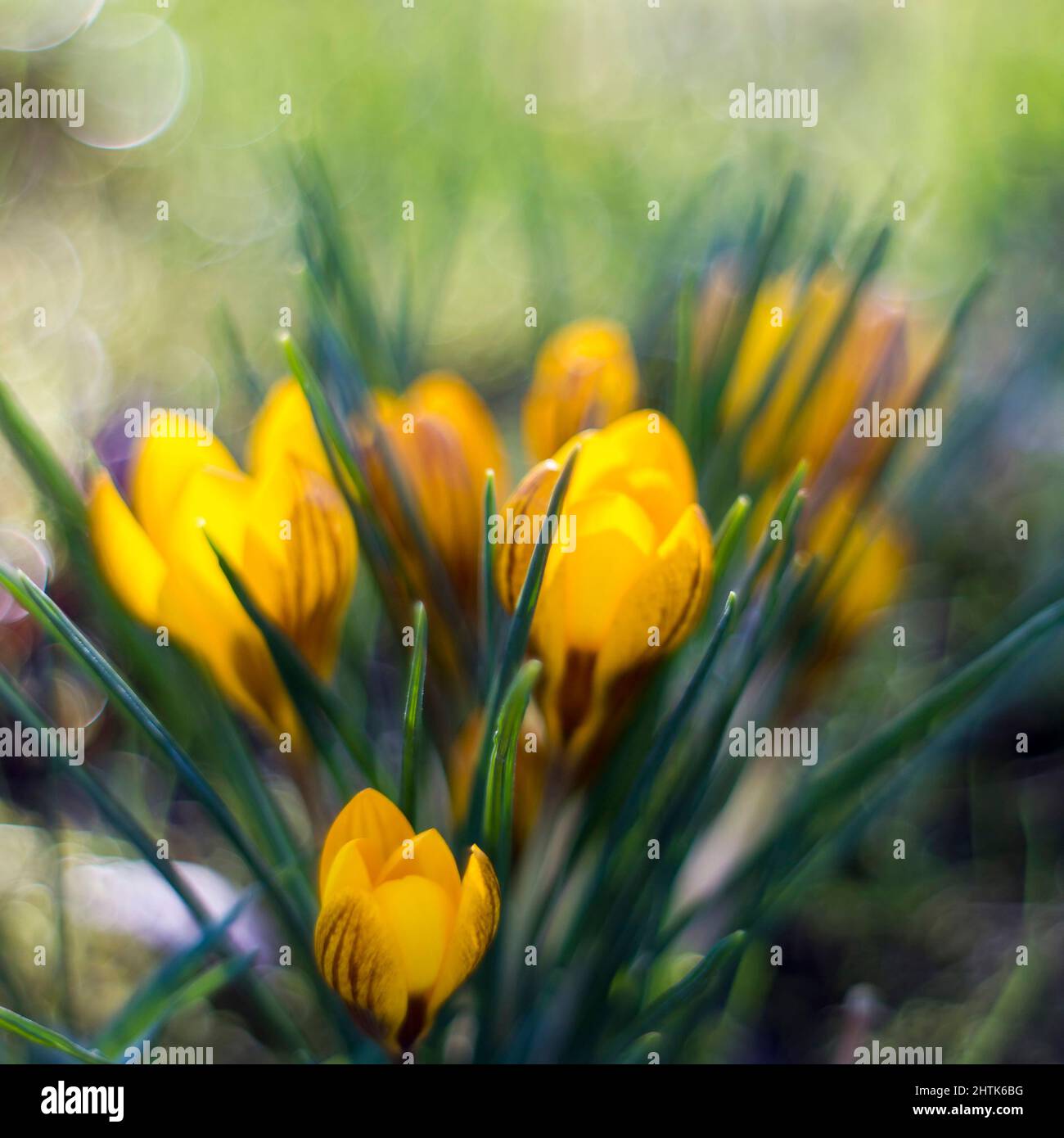 crocus - one of the first spring flowers in the garden - soft focus ...