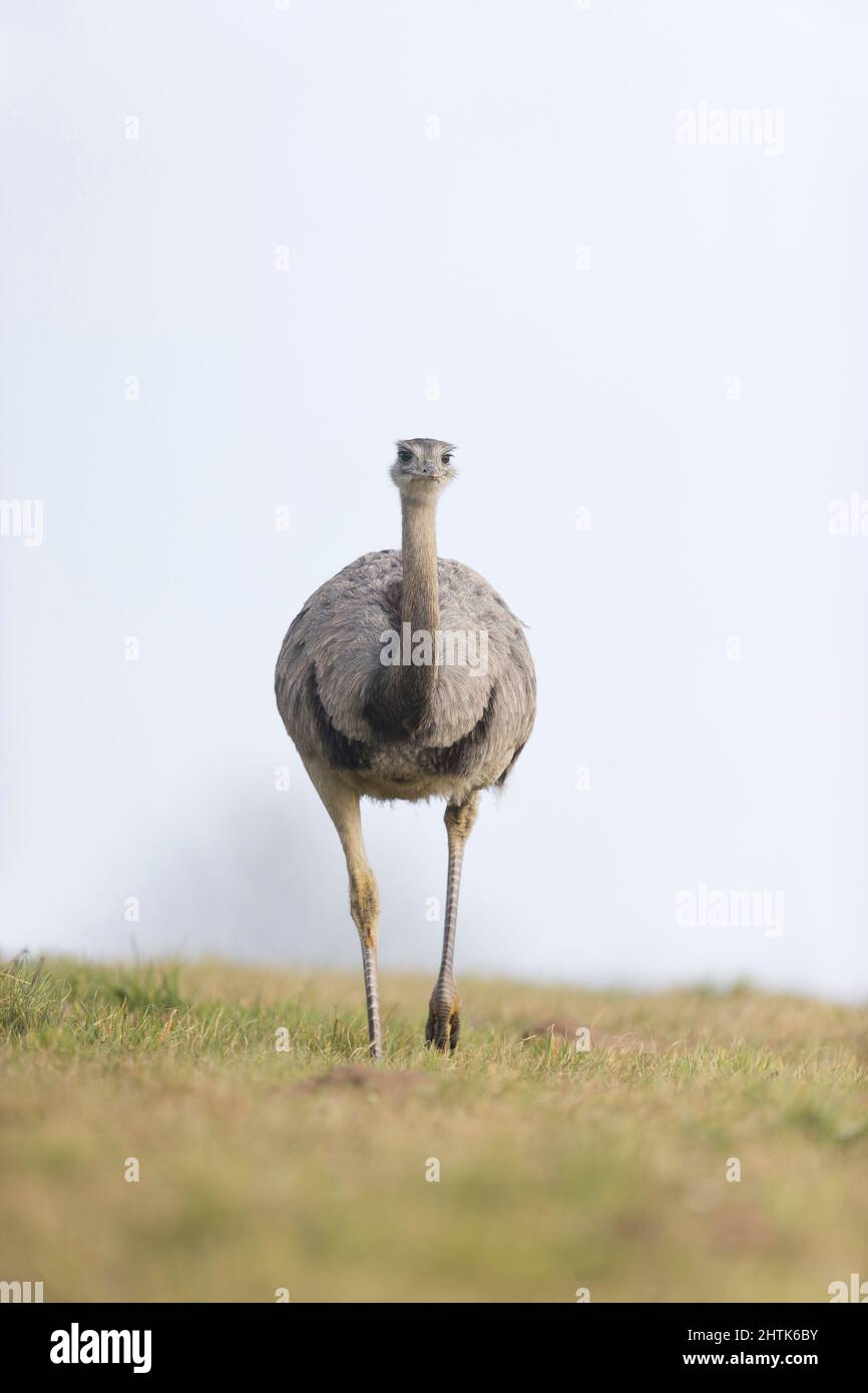 American rhea rhea americana adult High Resolution Stock Photography ...