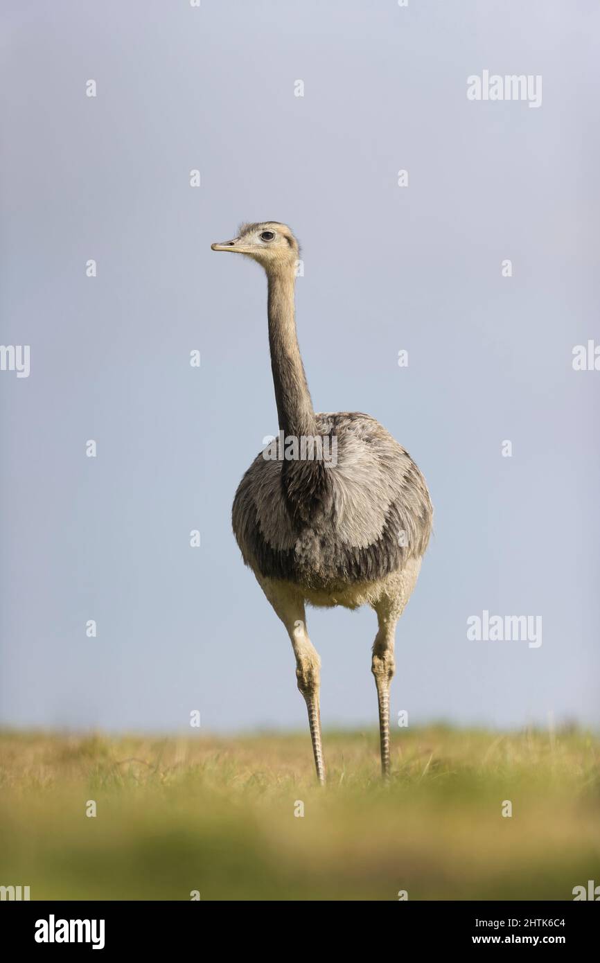 Greater rhea Rhea americana, adult standing on grassland Stock Photo ...