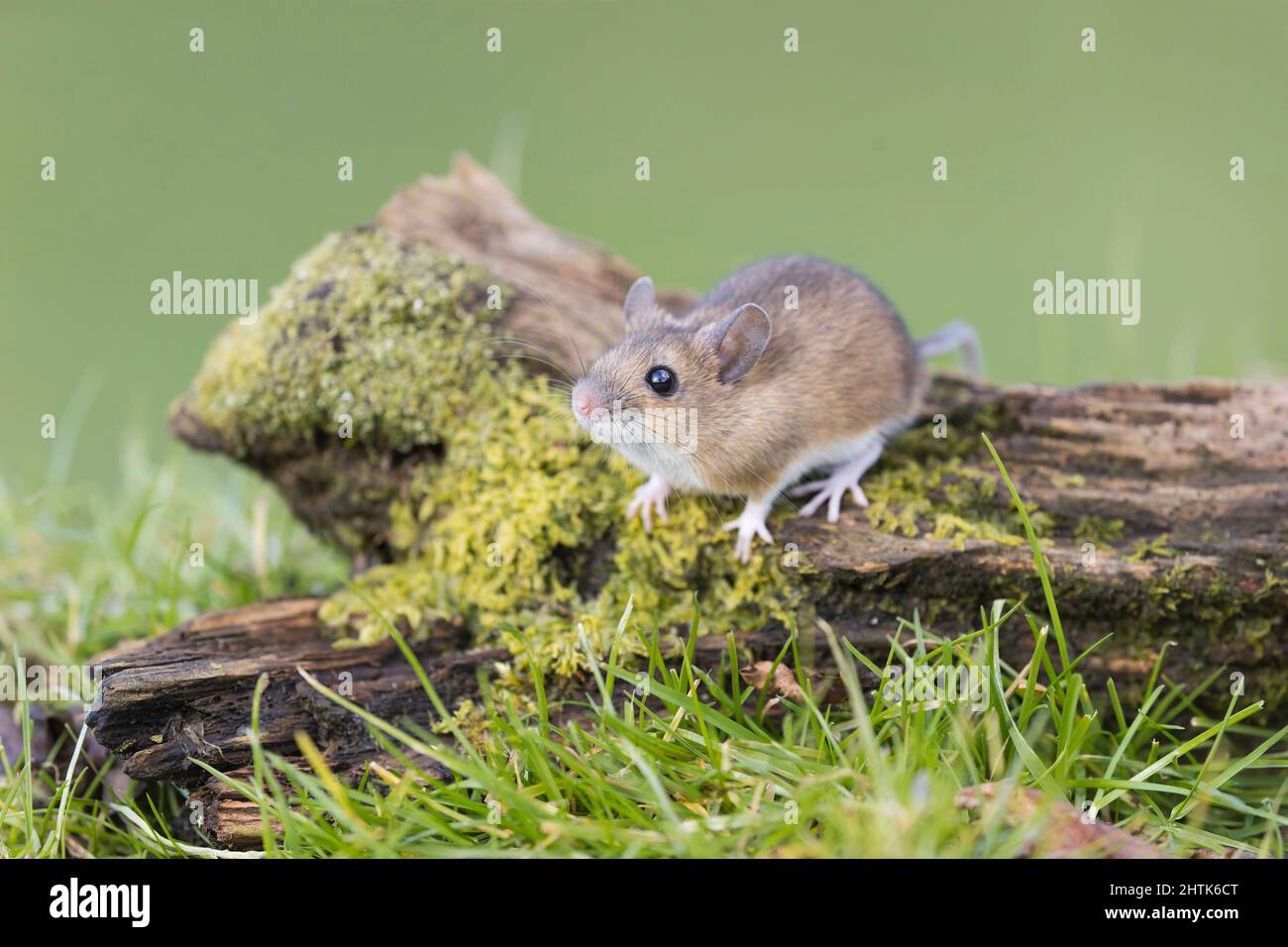 Wood mouse Apodemus sylvaticus, also known as Field mouse, adult ...