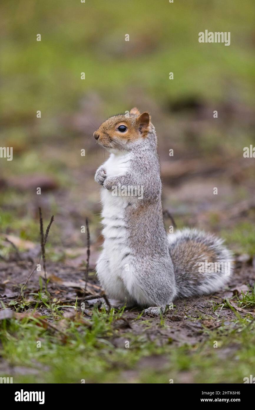 Eastern grey squirrel Sciurus carolinensis, introduced species, adult ...