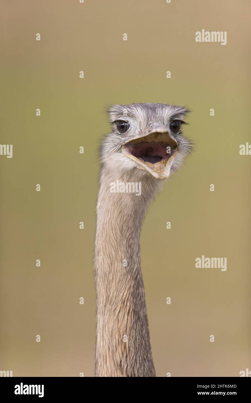 Greater rhea rhea americana adult hi-res stock photography and images ...