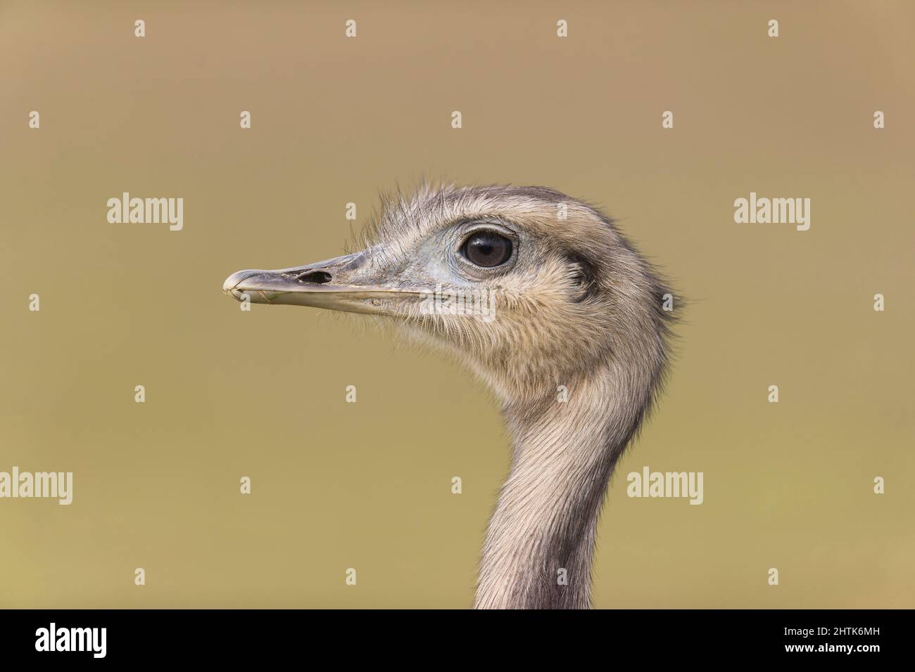 Greater rhea Rhea americana, adult portrait Stock Photo - Alamy