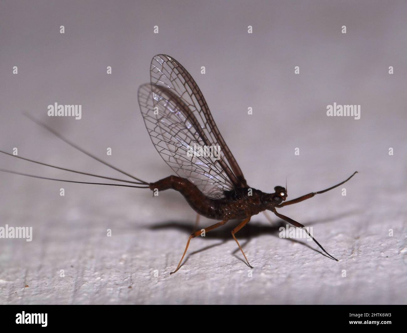 White mayflies hi-res stock photography and images - Alamy