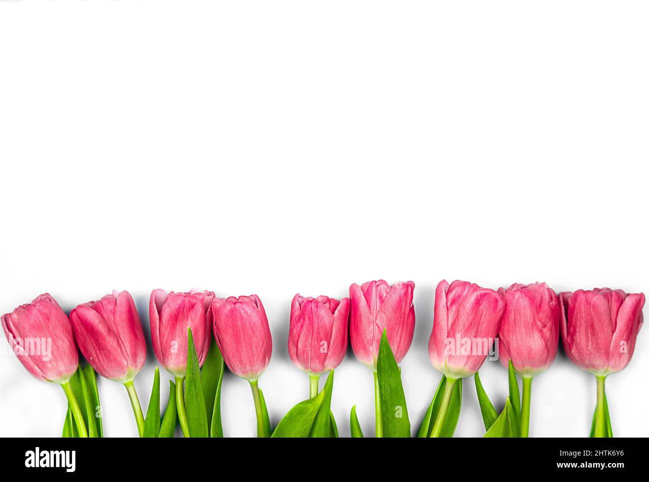 Pink tulips flowers on a white background. Concept - congratulations on ...