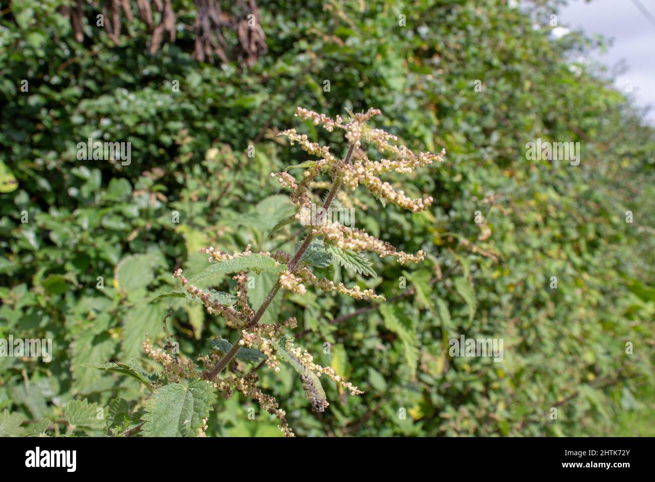 close up of a flowering Common stinging nettle (Urtica dioica) isolated ...