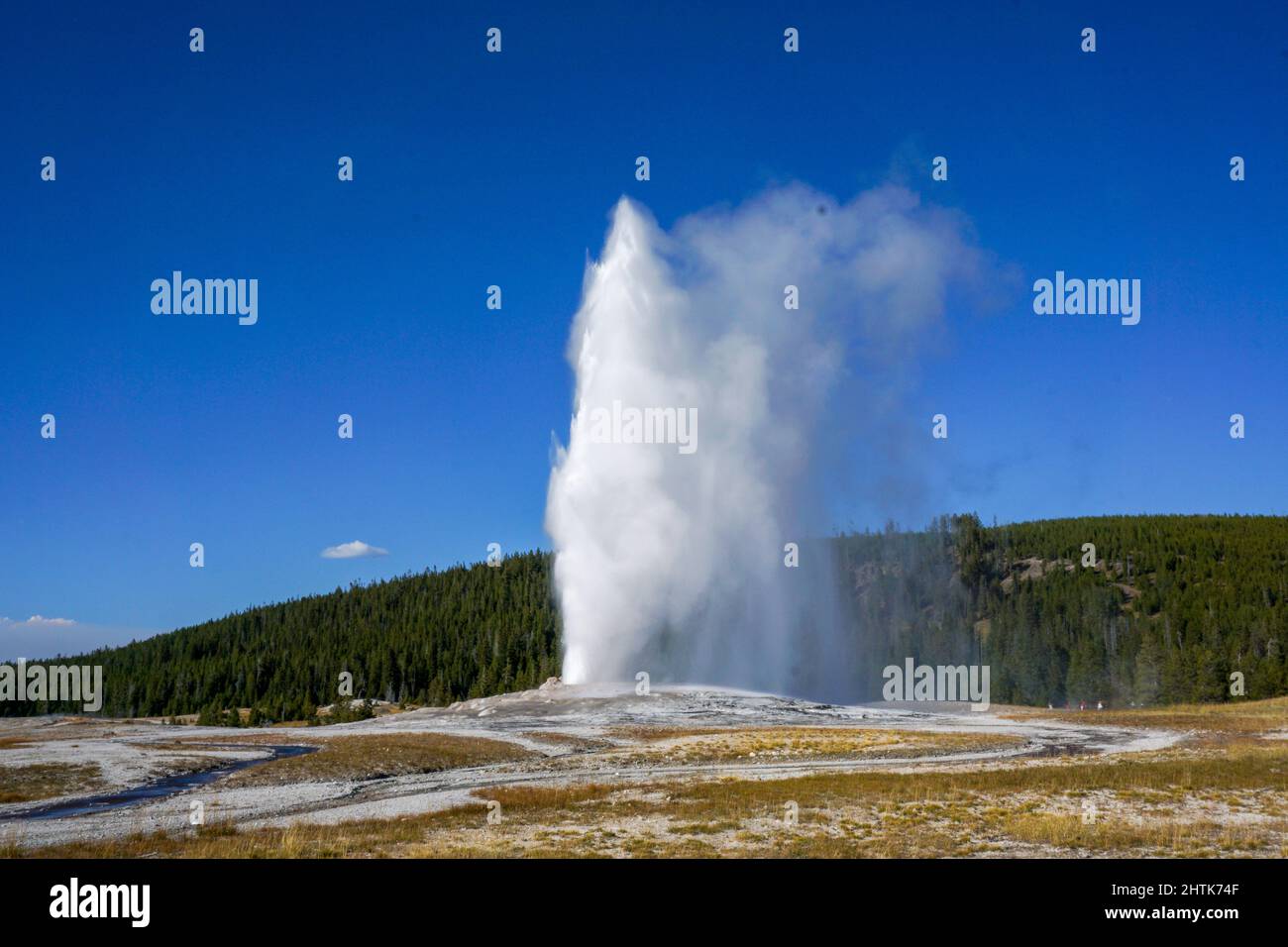 Bright summer day with a geyser in a desert surrounded by lush green ...