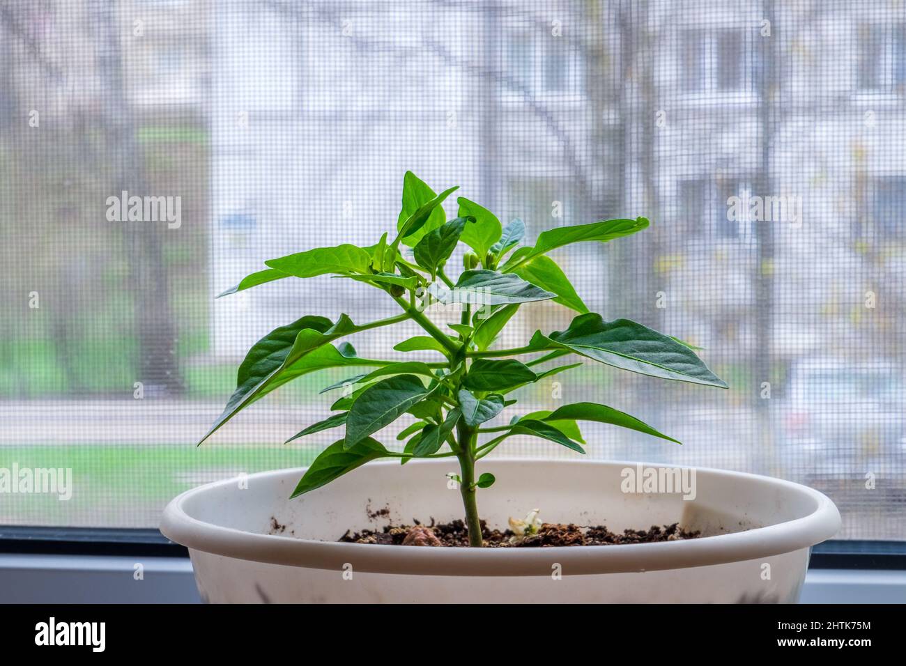 Chilli plant on windowsill hi-res stock photography and images - Alamy