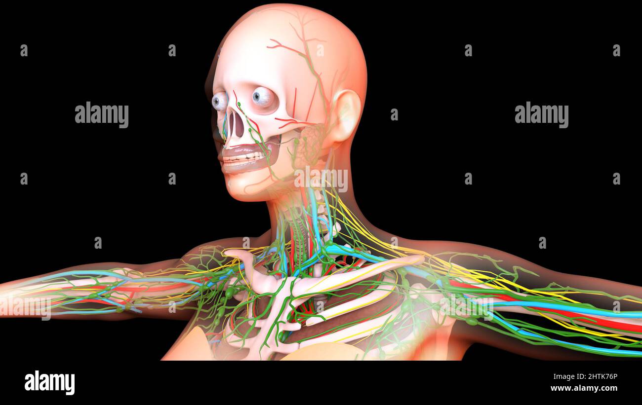 Female Lymph Nodes Anatomy For Medical Concept 3D Illustration Stock ...