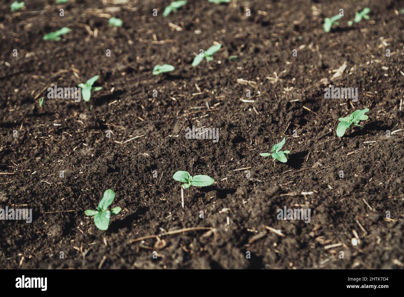 A close-up of a sprout of sunflower sprouts lit by the afternoon sun on ...