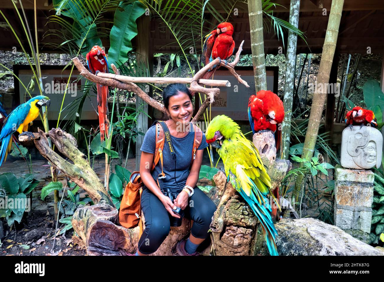 Surrounded by macaws at Macaw Mountain, Copan Ruinas, Honduras Stock ...