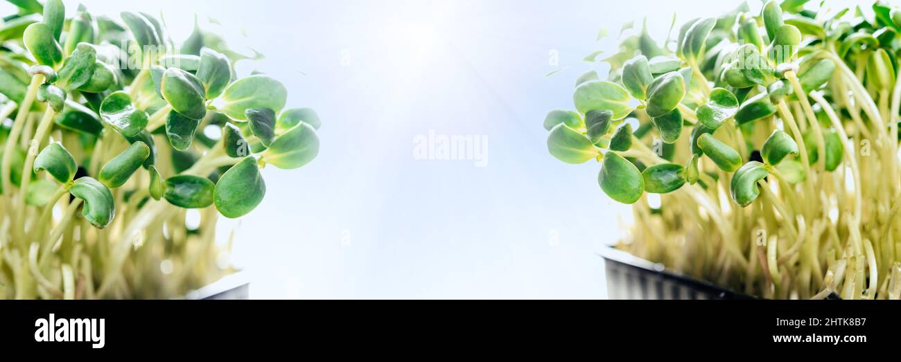 Sunflower microgreen sprouts close-up on blue background, web banner ...