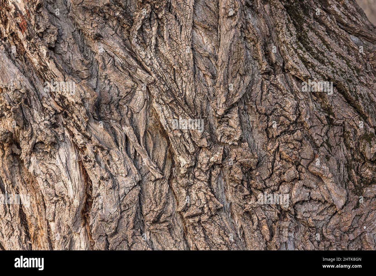 Carved texture of tree bark. The bark of a tree with cracks. wood ...