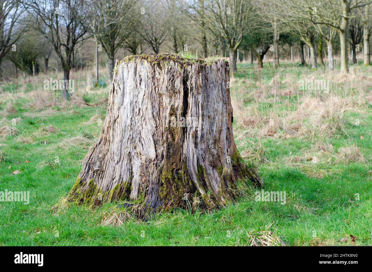 Decaying old tree stump surrounded by small trees and grass selective ...
